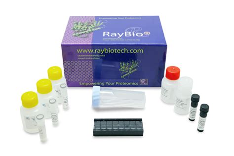 Human Cytokine Array Q2000 Raybiotech
