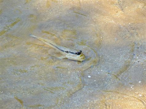 Giant Mudskipper Facts Diet Habitat And Pictures On Animaliabio