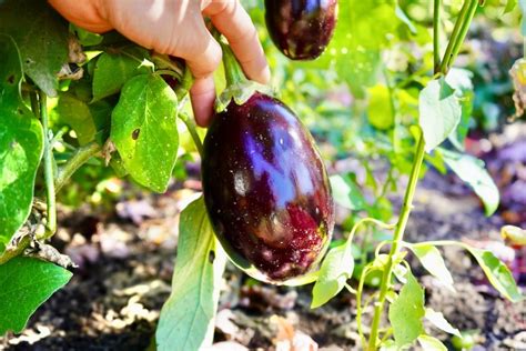 Eggplant Plant Stages With Pictures Geeky Greenhouse