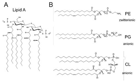 Major Om Membrane Lipids Of E Coli K 12 Download Scientific Diagram