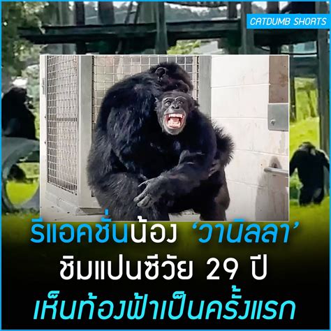 วานิลลา ลิงชิมแปนซีวัย 29 ปี Catdumb แคทดั๊มบ์