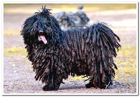 Puli The Dog History Temperament And Care For His Dreadlocks Dogsis