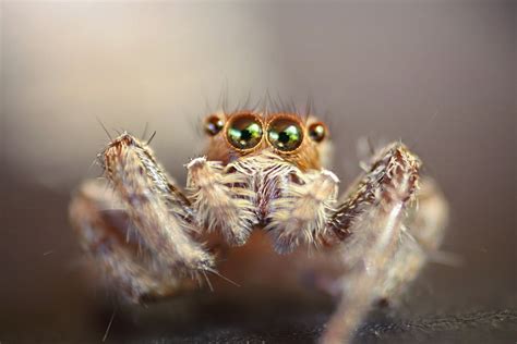 Bug Eyelash Free Photo On Pixabay Pixabay