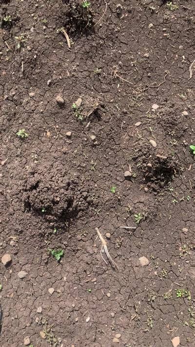 Supervisely Potatoes Dataset Ninja