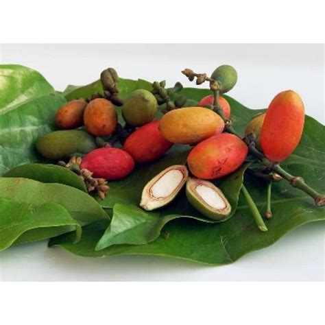 Jual BIJI MELINJO 250GR Shopee Indonesia