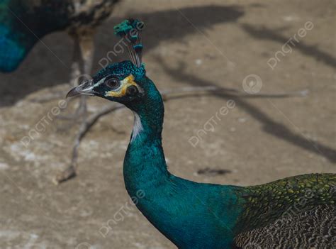 Peacock Photography Background Zoo Peacock Birds Background Image