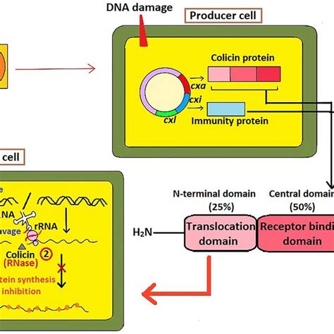 The Tol System Of Translocation Download Scientific Diagram