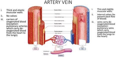 Histology Anatomy Of Cardiovascular System Pptx