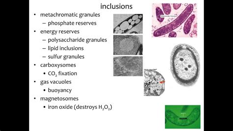 Cell Inclusions In Plants
