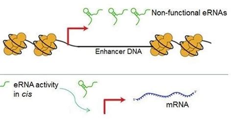 Exploring The Roles Of Enhancer Rnas The Scientist