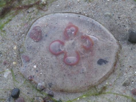 What Are These Clear Jelly Blobs On The Beach Ask A Naturalist