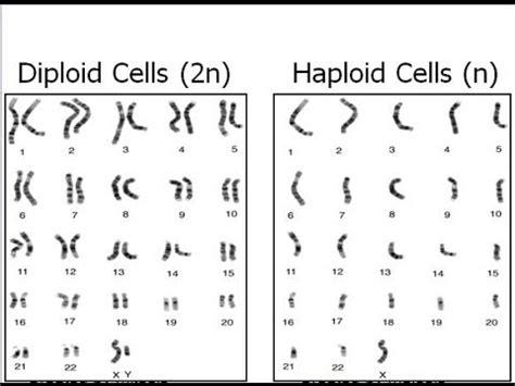 Understanding Diploid And Haploid Cells A Genetic Perspective