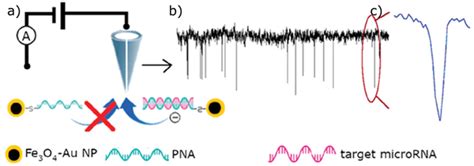 Illustration Of An Mnp Nanopore Sensor A Positively Charged