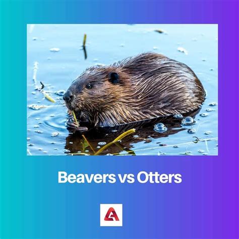 Beavers Vs Otters Difference And Comparison