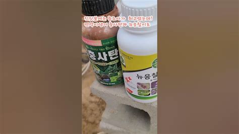 무농약 무궁화에 진딧물 피었을때 천연살충제 두번 치면 싹~ Youtube