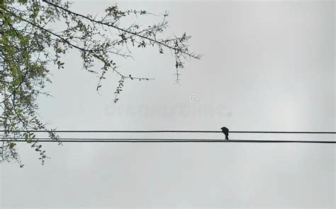 Sky Bird Cloud Tree Line Stock Image Image Of Tree 255120669