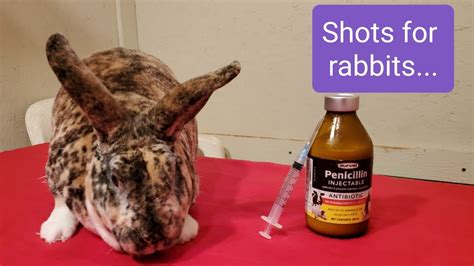 How To Give A Rabbit An Intramuscular Injection At Virginia Barr Blog