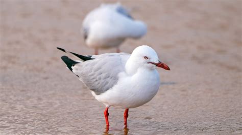 White Seagull Beach Sunset Bird Kde Store