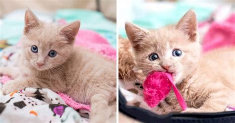 Woman Saves Kittens With Paralysis And Transforms Their Lives Forever