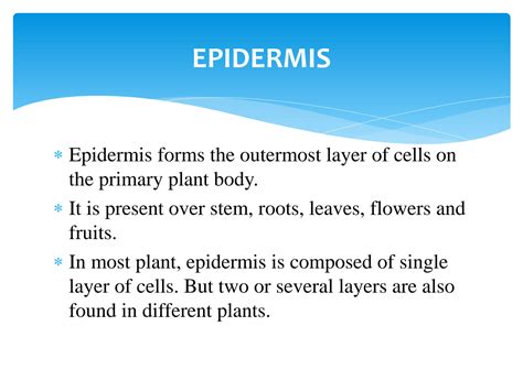 Solution Epidermisouter Layer Of Skinlayers Functions And Structures Studypool Solution Epidermisouter Layer Of Skinlayers Functions And Structures Studypool