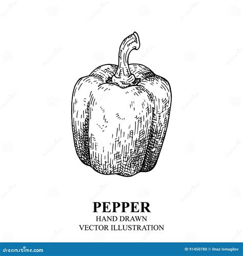 Pepper Drawing Isolated On White Background Vector Illustration