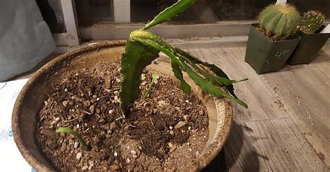 Disocactus Phyllanthoides Help Album On Imgur