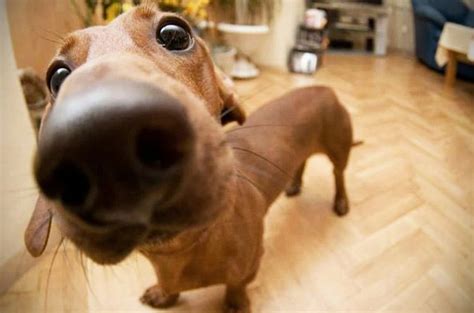 ТОП 10 пород собак которые плохо поддаются дрессировке