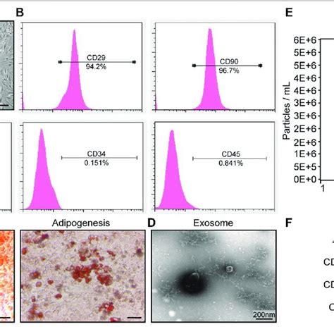 BMSC And BMSC Exo Characterization A Representative Images Of Download Scientific Diagram