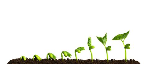How To Start Growing Plants Inf Inet