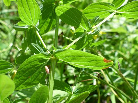 Photographs Of Hypericum Tetrapterum Uk Wildflowers Stem And Leaves