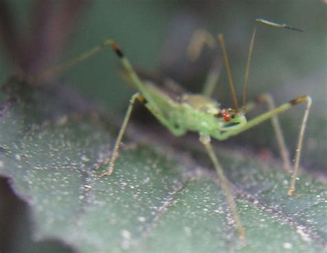 Assassin Bug Life Cycle Whats That Bug