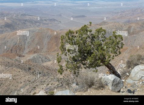 Juniper Tree Juniperus Californica Joshua Tree National Park