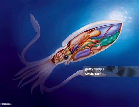 Squid Digestive System