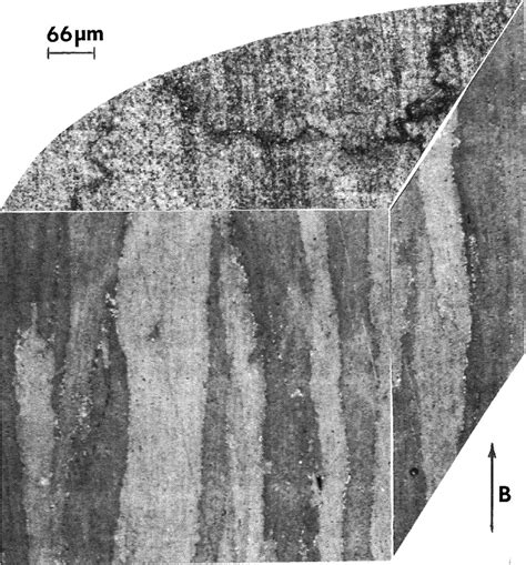 3d Om Composition Showing Columnar Grain Structure For Ebmfabricated Download Scientific