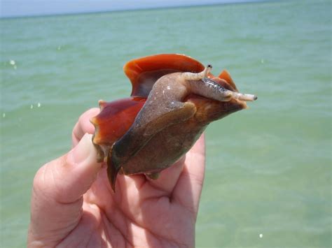 South Sea Conch Snail Hermit Crab Shells Florida Hermit Crab Rare