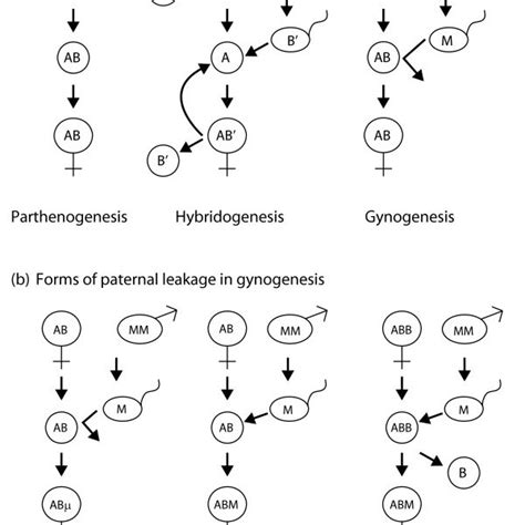 Variations On Parthenogenesis A Schematic Representations Of Forms