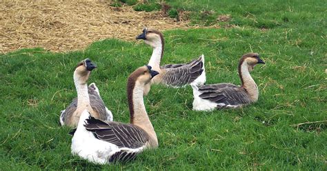 African Geese Breed And Care Guide The Garden Magazine