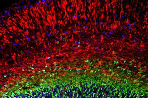 Mapping The Developing Brain Neuroscience News