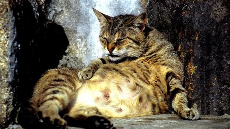 Why Is Your Cat Bleeding After Giving Birth