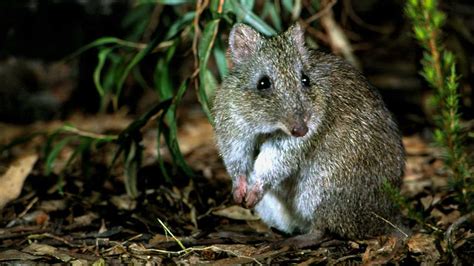 Gilberts Potoroo Disease At Louise Mcmakin Blog