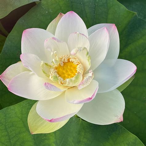 15 Flowers That Symbolize The Gentle Power Of Peace Complete Gardening