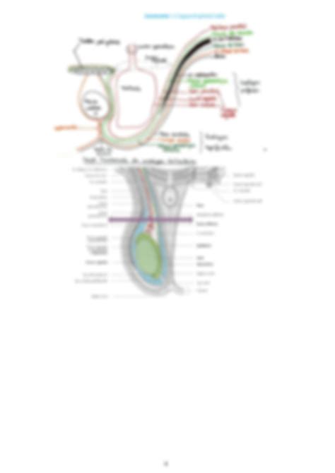 SOLUTION Anat Repro Appareil Genital Male Studypool