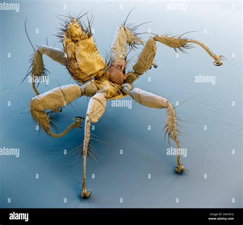 Bat Fly Coloured Scanning Electron Micrograph Sem Of A Bat Fly Basilia Nana Bat Flies Are