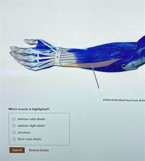 Which Muscle Is Highlighted Extensor Carpi Ulnaris Extensor Digiti Minimi Anconeus