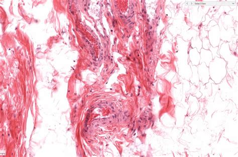 Histology Practical 2 Diagram Quizlet