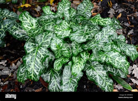 Arum Italicum Care