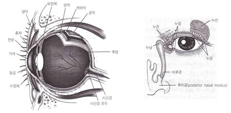 눈의 구조와 손상 네이버 블로그