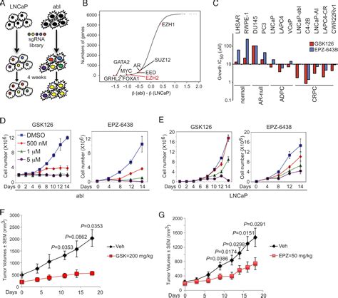 Inhibition Of Ezh2 Transactivation Function Sensitizes Solid Tumors To Genotoxic Stress Pnas