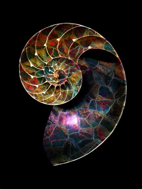 Fossilized Nautilus Shell Art Print By Klara Acel Society6 Fraktale