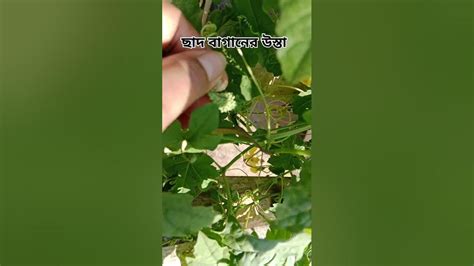 দারুন ছাদ বাগান Food Cooking Share Garden Youtube